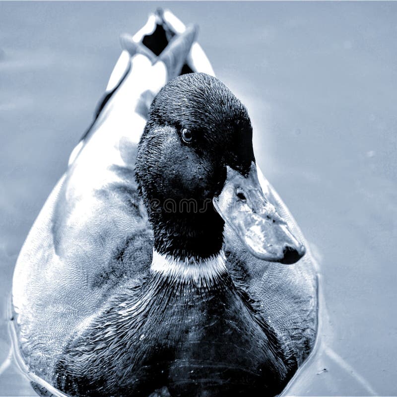 Cinta De Plata Del Pato Con Para Arriba Rasgado Comienzo Imagen de ...