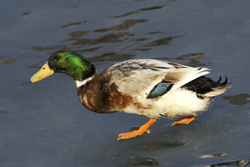 Zhanghaobeibei - Photographer profile