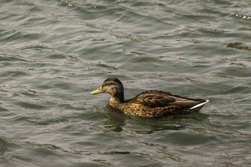 Pato Que Flutua Em Um Rio Da Curva Imagem de Stock - Imagem de ...