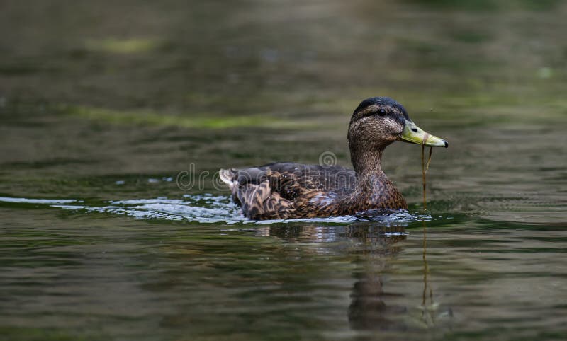 Pato-real comendo com erva imagem de stock. Imagem de pena - 251387691