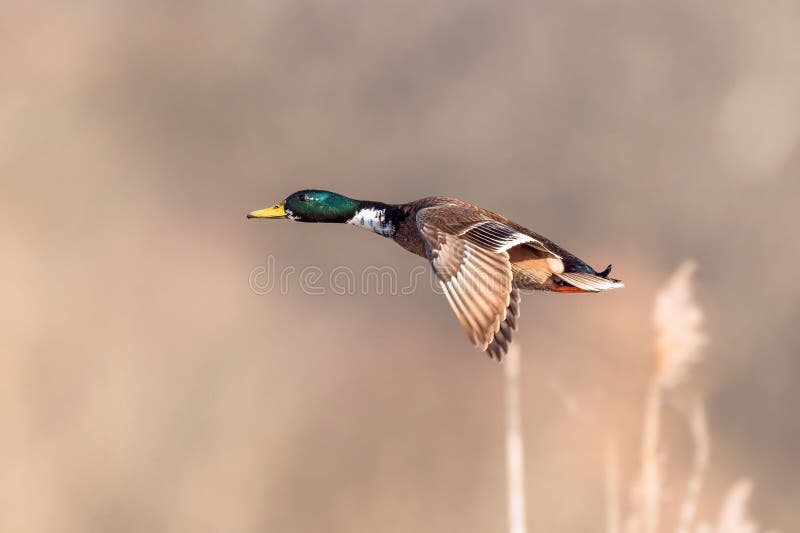 Pato-real Em Voo Sobre O Campo Imagem de Stock - Imagem de nave, vôo ...