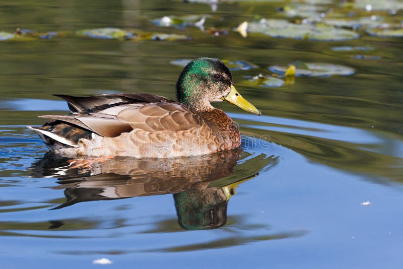 Pato-real macho foto de stock. Imagem de wildlife, pato - 178243604