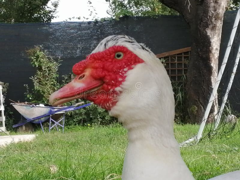 Pato rey Animales dulces foto de archivo. Imagen de animal - 165965384
