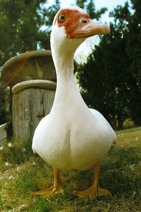 Pato rojo del pico imagen de archivo. Imagen de cubo - 22283121