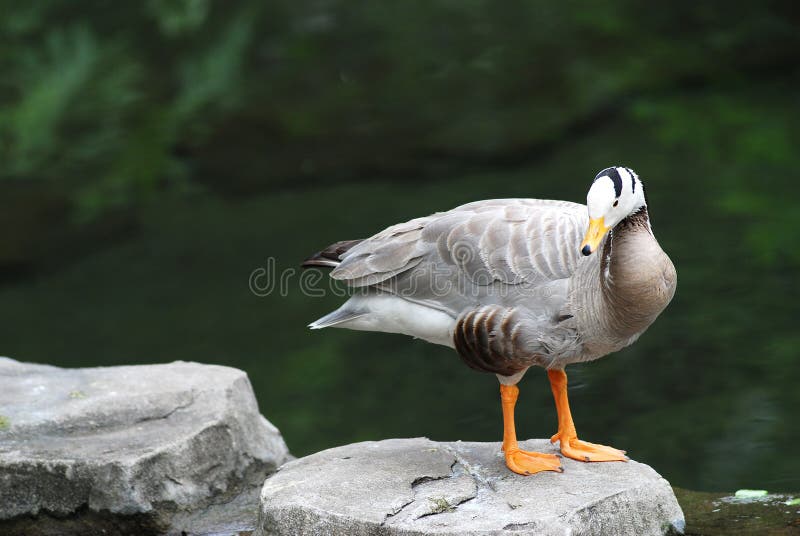 Pato salvaje imagen de archivo. Imagen de standing, pato - 27473119