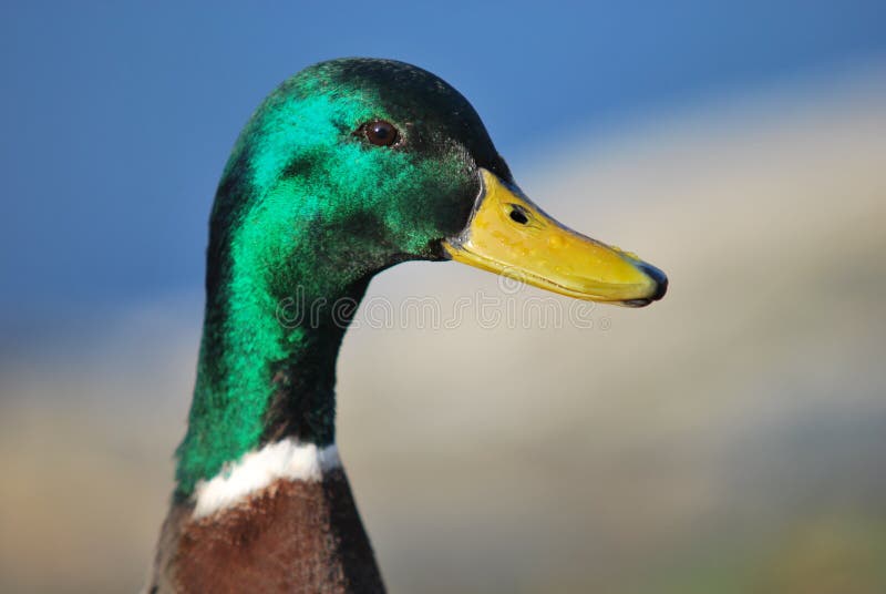 Pato selvagem imagem de stock. Imagem de selvagem, voado - 23520289