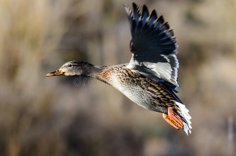 Pato Selvagem Duck Taking a Migrar Foto de Stock - Imagem de animal ...