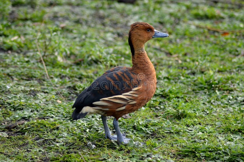 Pato silbador imagen de archivo. Imagen de wildfowl, waterfowl - 65813393