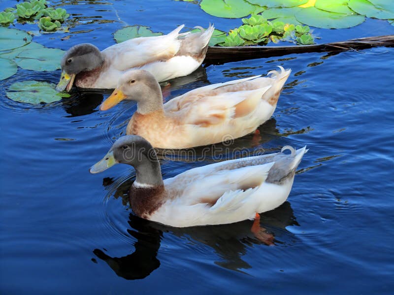 Pato silvestre domesticado imagen de archivo. Imagen de hawai - 26864983