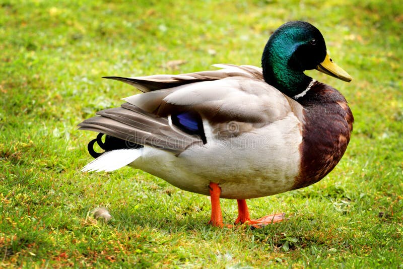 277,353 Pato Fotos - Libres de Derechos y Gratuitas de Dreamstime