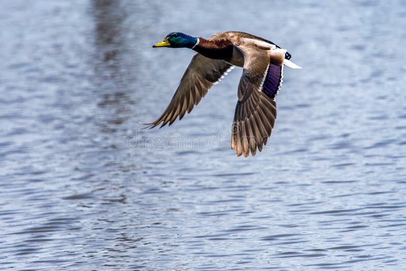 Pato voando sobre lagoa foto de stock. Imagem de marinheiro - 266712232