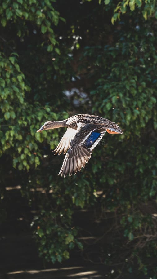 Pato volando. Duck Flying stock image. Image of nature - 236797159