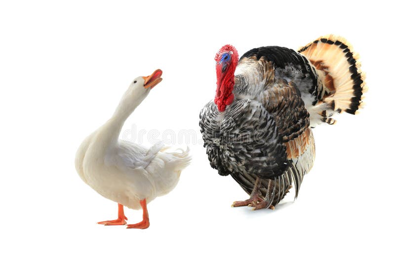 Pato y pavo foto de archivo. Imagen de cola, retrato - 76004542