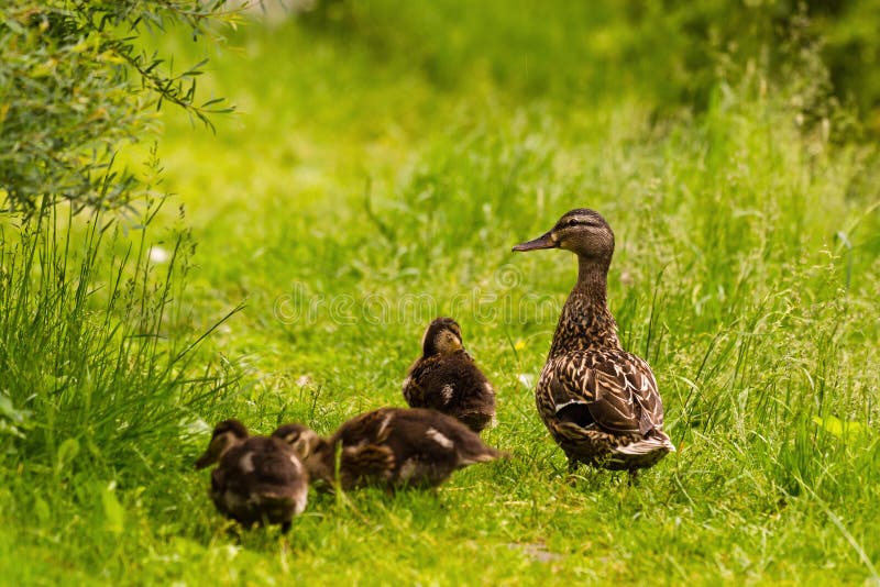 Patos foto de archivo. Imagen de lindo, alegre, hermanos - 20143126