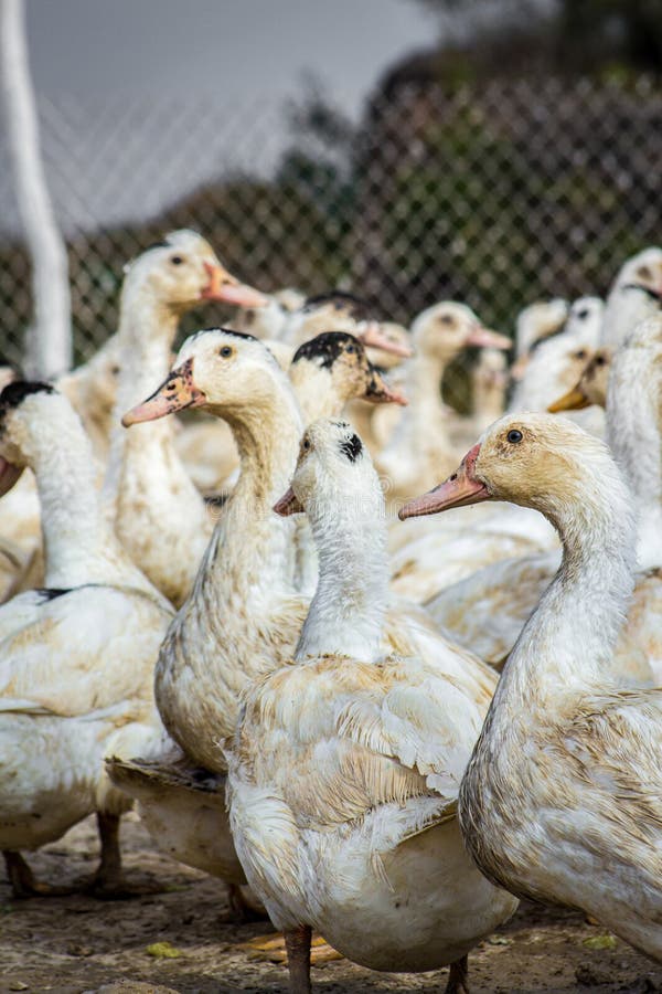 Ducks stock photo. Image of outdoor, patos, beaks, white - 273944004