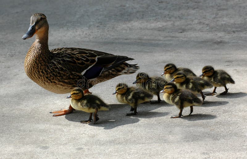 Patos foto de archivo. Imagen de patos, lindo, pluma, amor - 460348