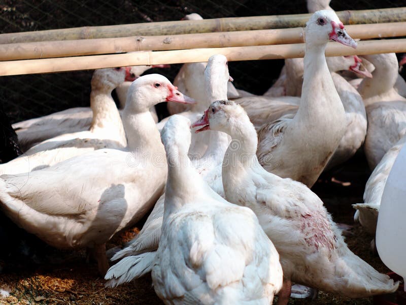 Patos en el mercado animal imagen de archivo. Imagen de vietnam - 42545727
