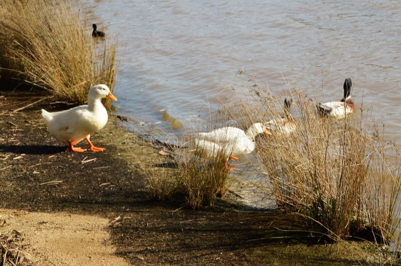 Tres Patos En Una Fila Fotos de stock - Fotos libres de regalías de ...