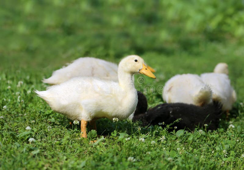 Patos bonitos foto de stock. Imagem de cara, nave, exterior - 55966878
