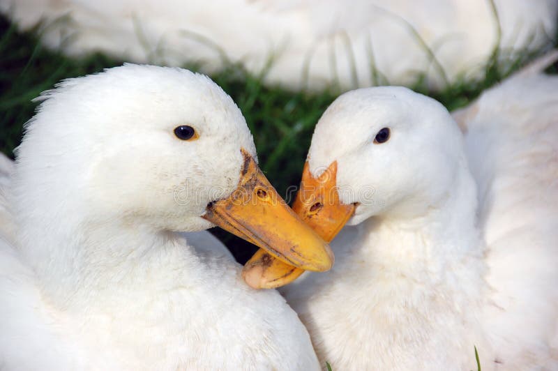 Patos brancos foto de stock. Imagem de escuro, bico, pena - 8614612
