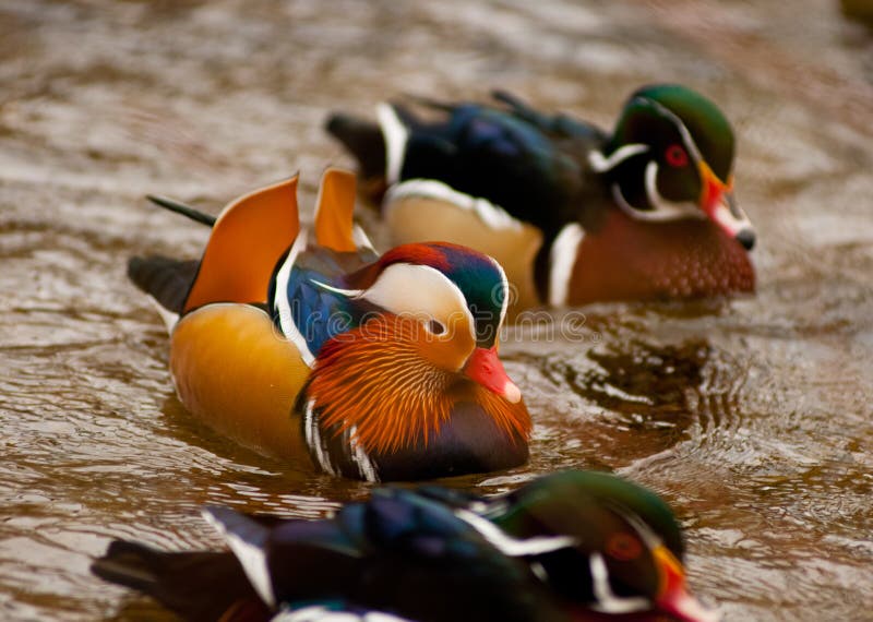 Patos coloridos foto de stock. Imagem de americano, patos - 13156624