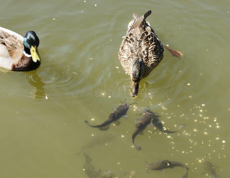 Patos con los pescados imagen de archivo. Imagen de pescados - 9512901