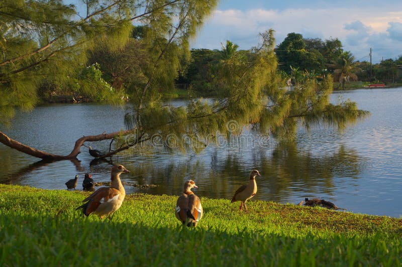 Patos De Florida Ao Longo Do Lado Do Lago Imagem de Stock - Imagem de ...
