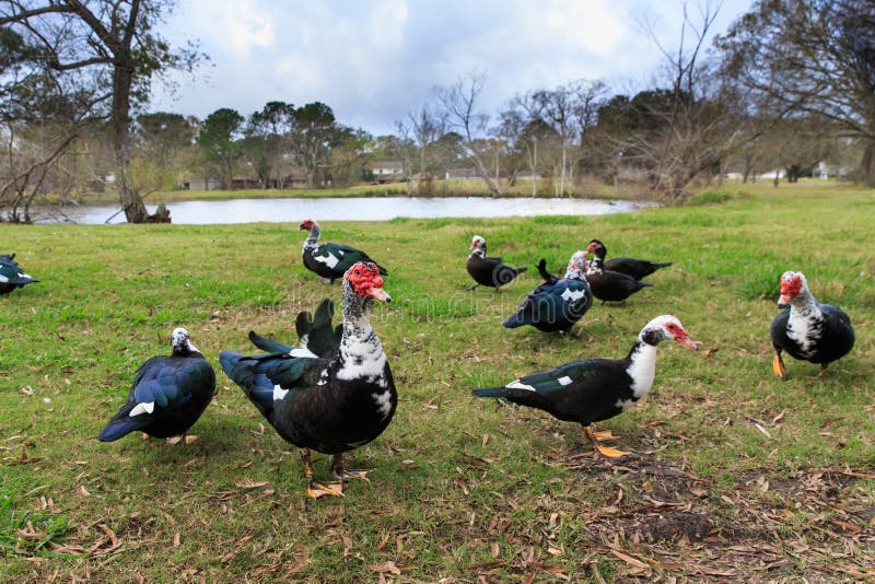 Patos De La Cara Roja De Muscovy Foto de archivo - Imagen de cubo, lago ...
