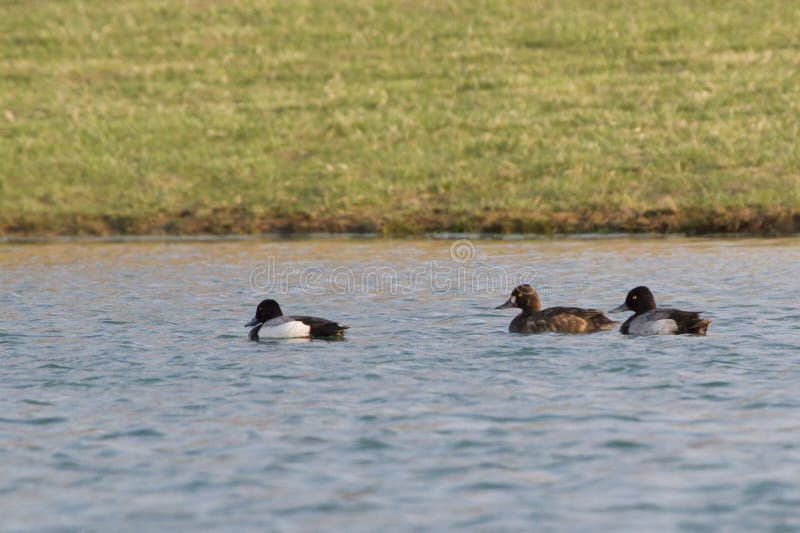 Migrante Patos Volando Sobre El Terreno Remoto Wisconsin Foto de ...