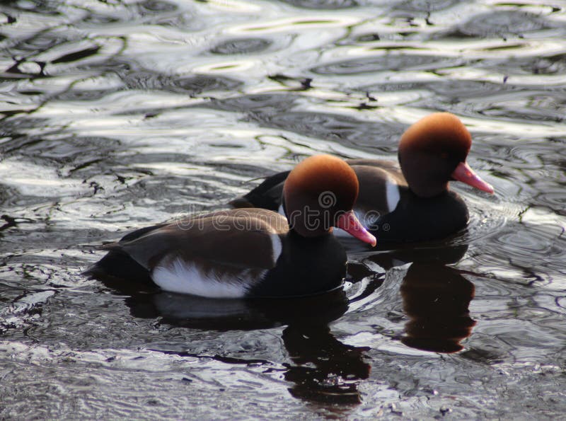 Patos De Mar De Cresta Roja, Migratorios, Pájaro, Pato De Salto Imagen ...