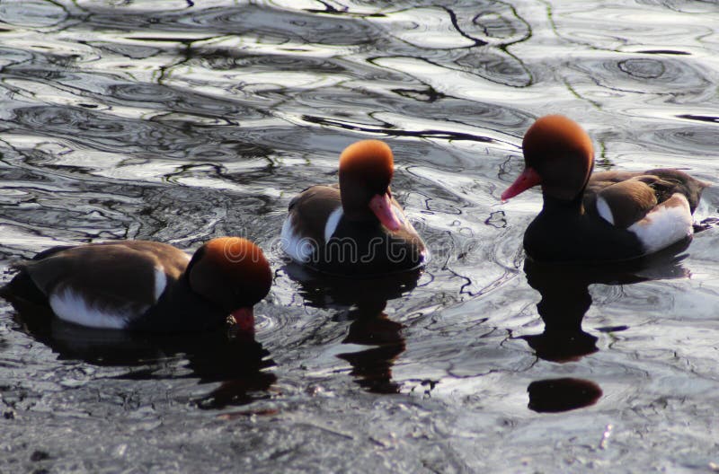 Patos De Mar De Cresta Roja, Migratorios, Pájaro, Pato De Salto Imagen ...