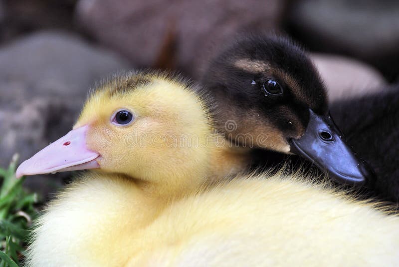 159,379 Patos Azules Fotos de stock - Fotos libres de regalías de ...