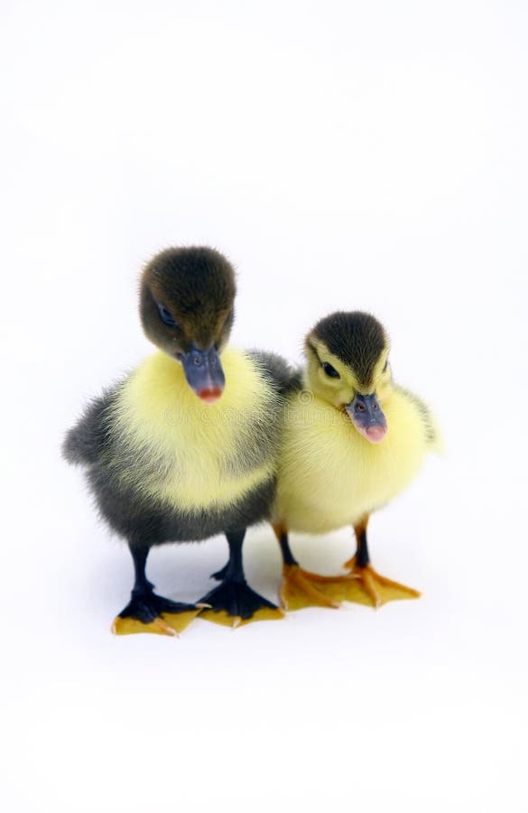 Patos del bebé imagen de archivo. Imagen de escurrirse - 1656247
