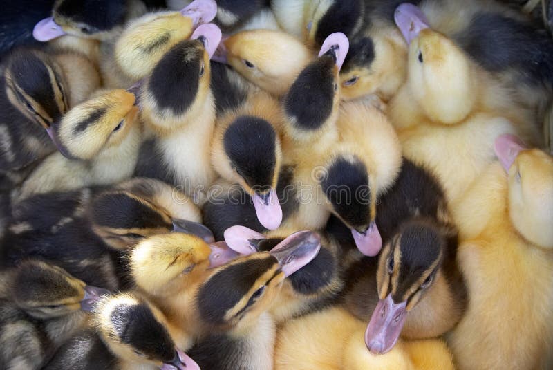 Patos del bebé imagen de archivo. Imagen de lindo, domesticado - 1885039