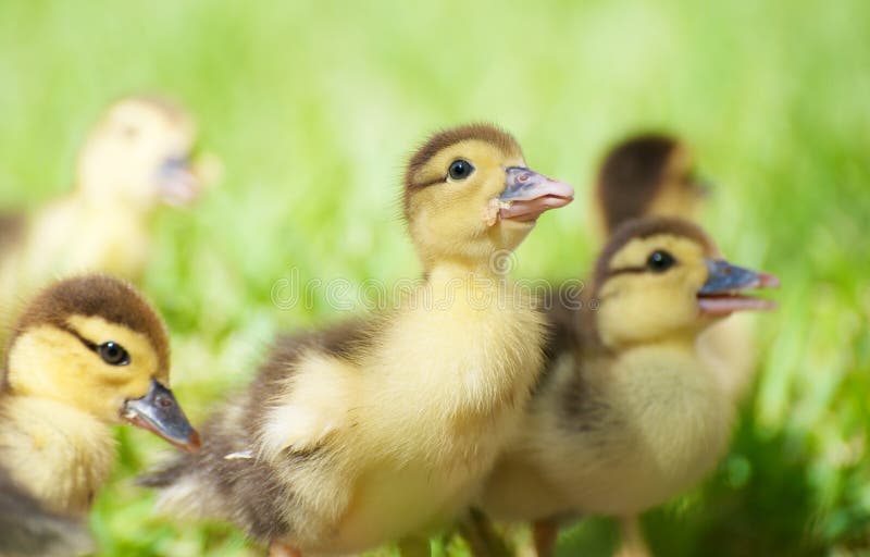 Patos del bebé. imagen de archivo. Imagen de adorable - 20689939