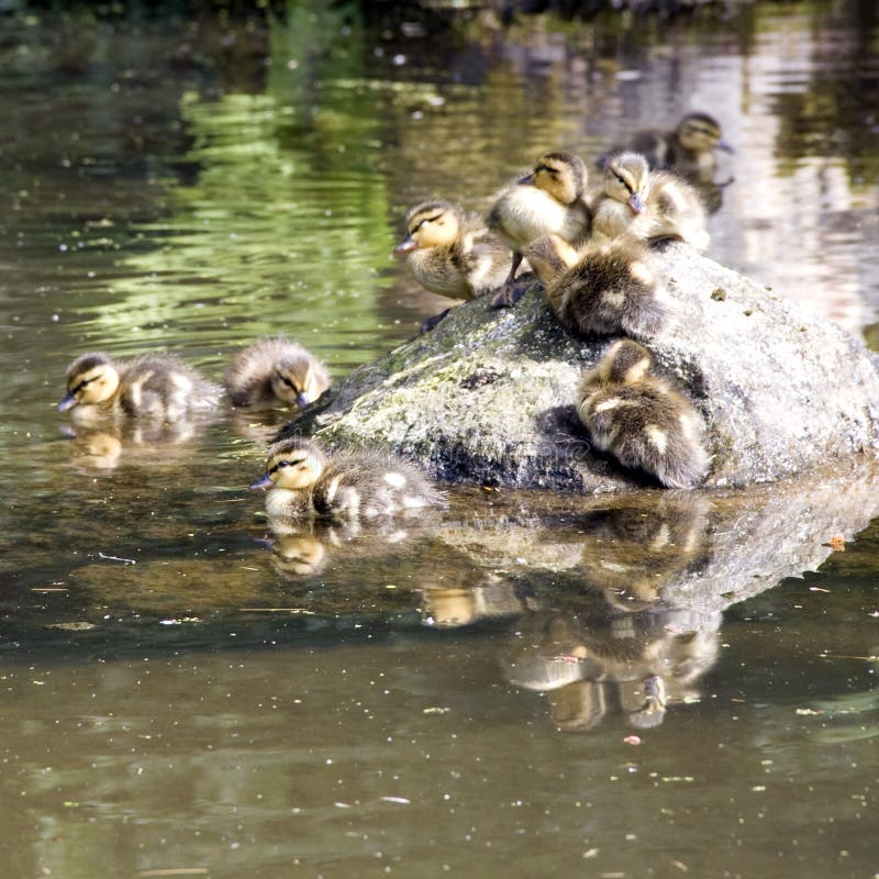 Patos y gallina del bebé foto de archivo. Imagen de ojos - 5927284