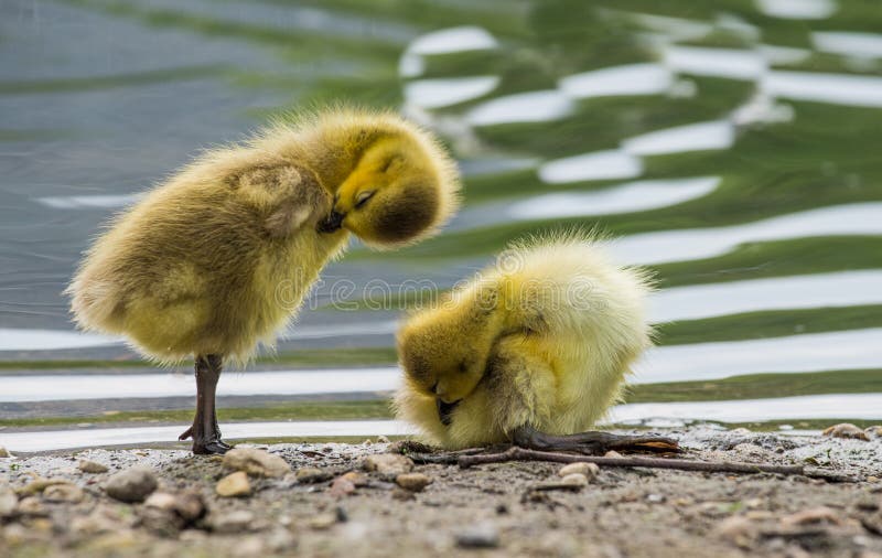 Patos del bebé imagen de archivo. Imagen de polluelo - 36923483
