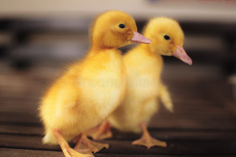 Patos del bebé imagen de archivo. Imagen de resorte, agricultura - 69760955