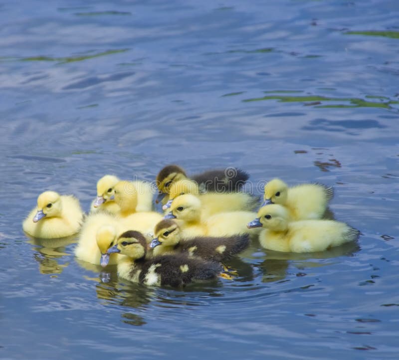 Patos del bebé imagen de archivo. Imagen de vacaciones - 7774623