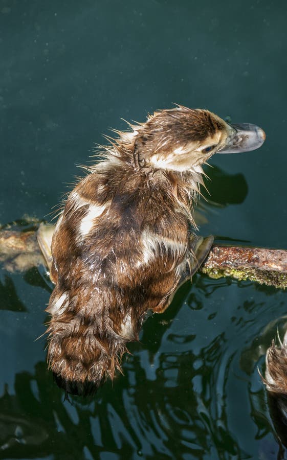 Patos do bebê imagem de stock. Imagem de pouco, patos - 66504243