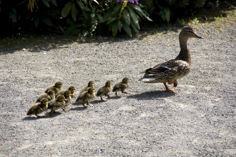 Patos Do Pato E Do Bebê Da Mãe Foto de Stock - Imagem de jardim ...
