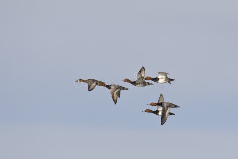 Patos Do Redhead Na Migração Foto de Stock - Imagem de exterior ...