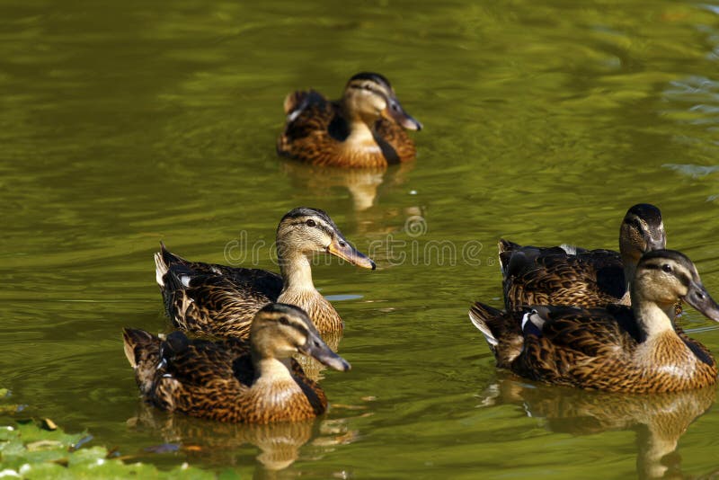 Patos em um lago fishing imagem de stock. Imagem de fazenda - 101796751