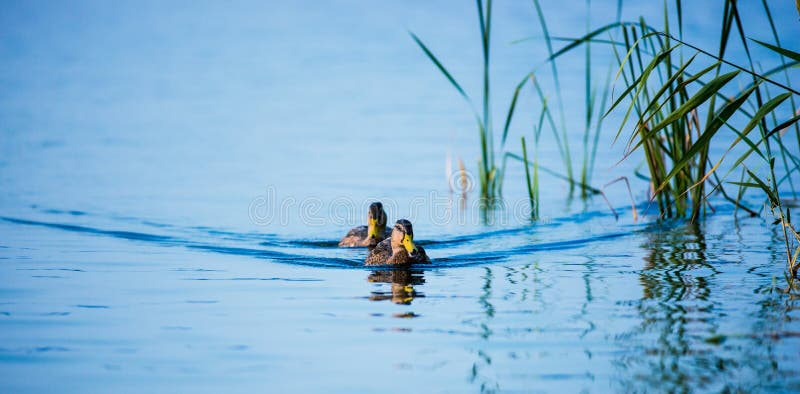 48,840 Patos Azules Fotos de stock - Fotos libres de regalías de Dreamstime