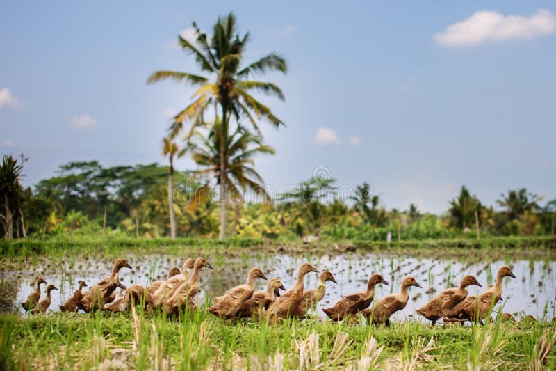 Patos en campo imagen de archivo. Imagen de tierra, acometido - 76577439