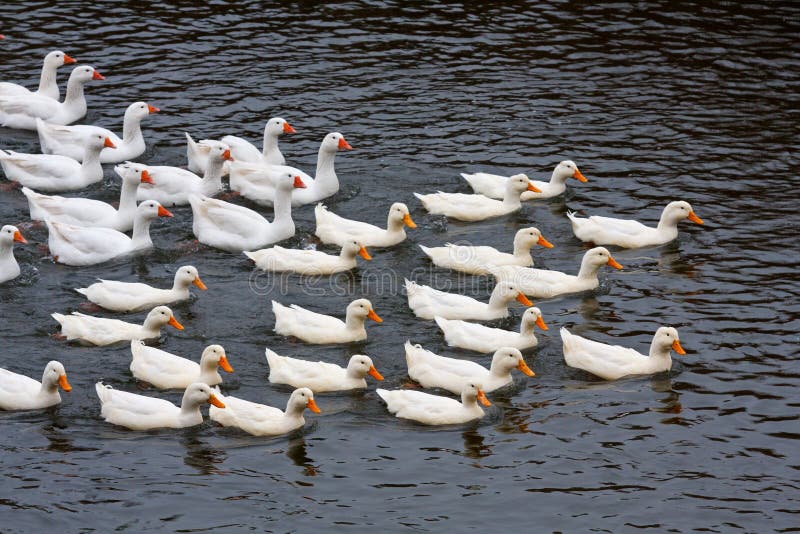 Patos en agua del lago imagen de archivo. Imagen de lago - 81630185