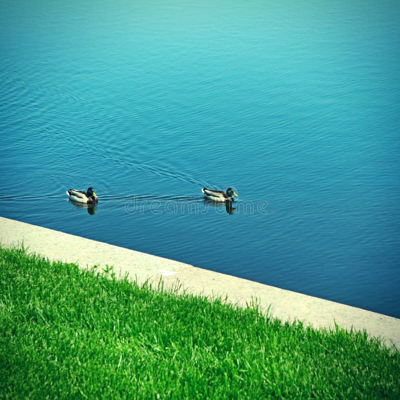 Patos en el lago imagen de archivo. Imagen de lago, retro - 47428961