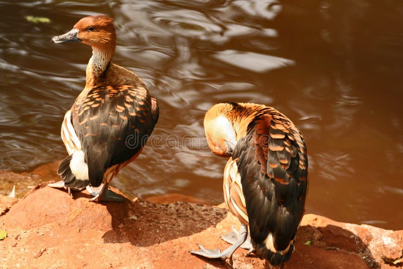 Patos en el lago imagen de archivo. Imagen de agua, pato - 528819