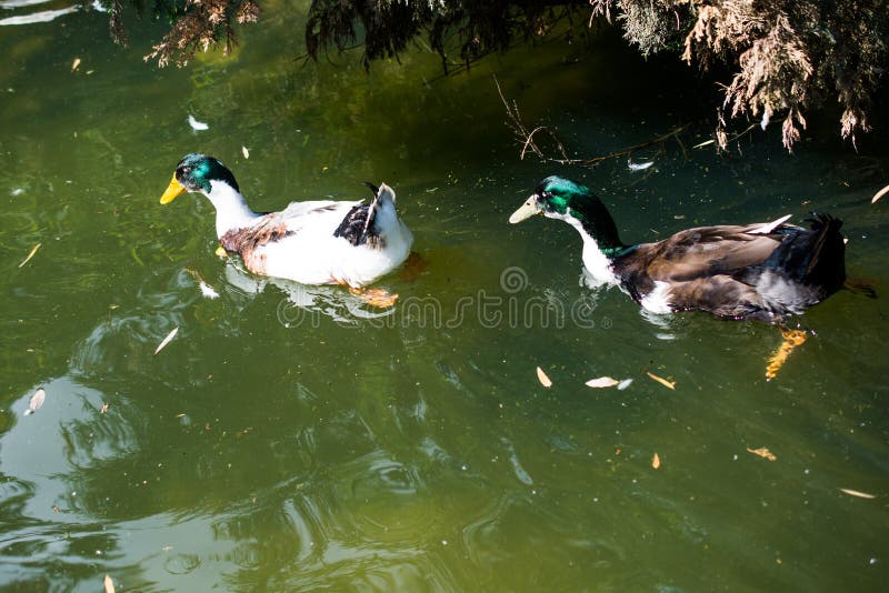 Patos en un lago foto de archivo. Imagen de parque, mallard - 76731264