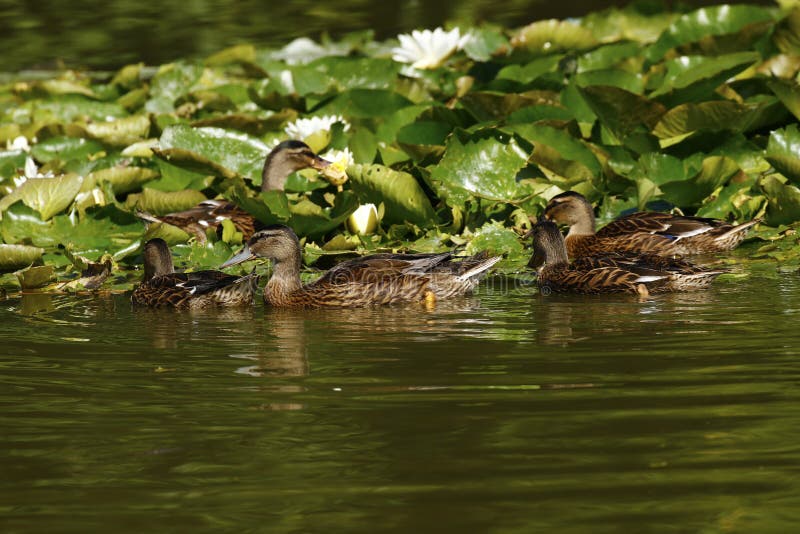 Patos en un lago fishing foto de archivo. Imagen de robles - 101796754